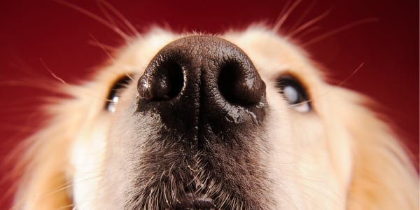 How To Take Care Of Your Dog S Nose Preventive Vet